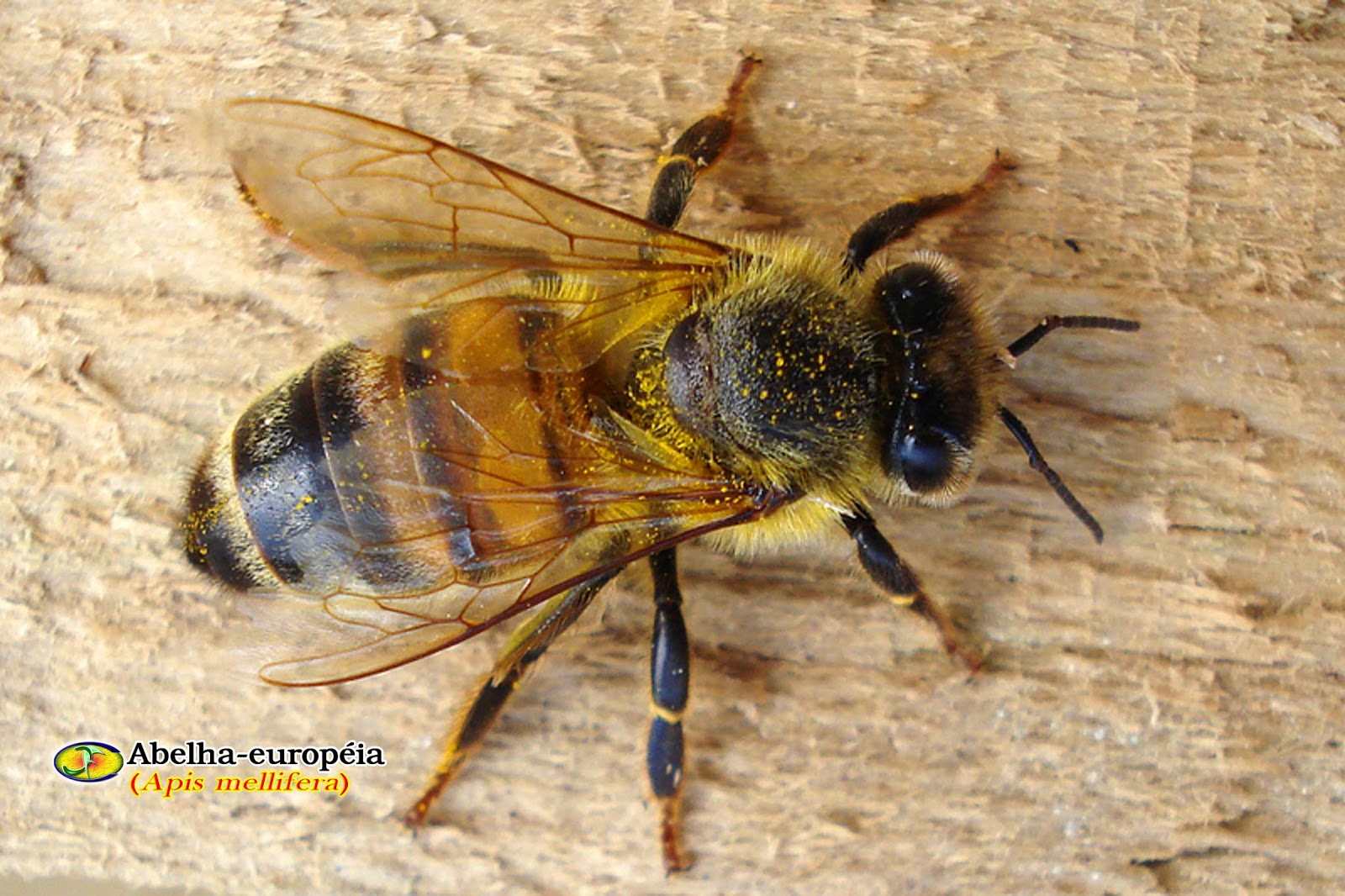 Zoologia: Abelha-européia (Apis mellifera)